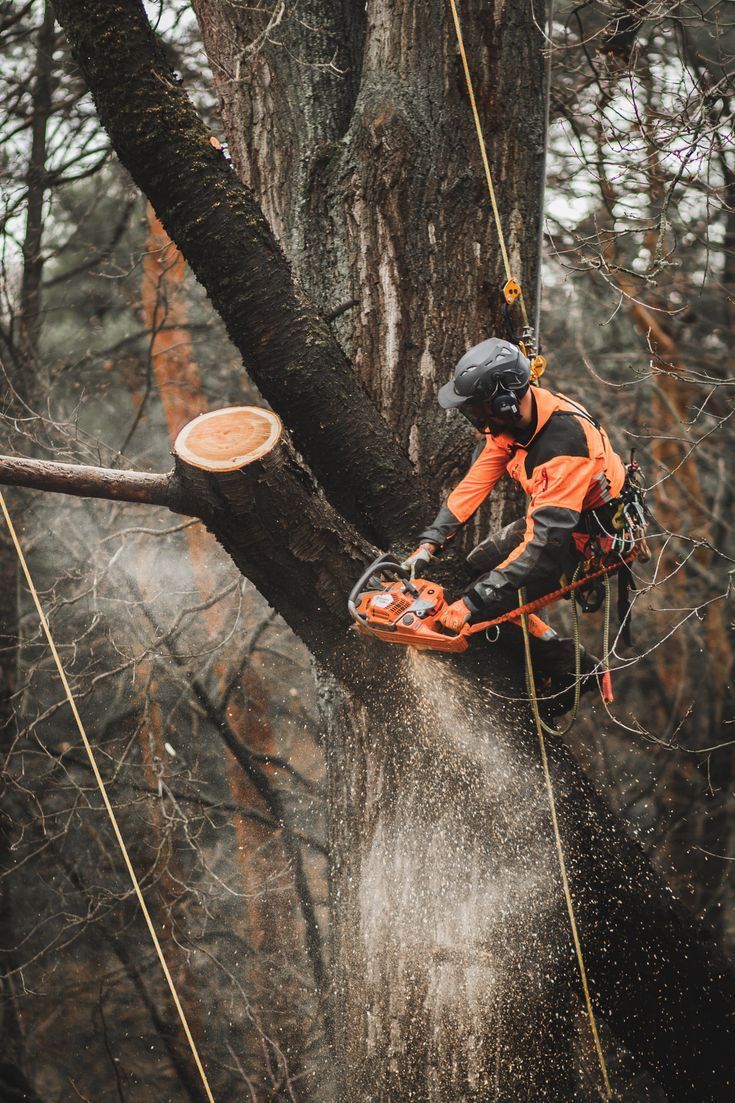 Home - Precision Tree Fellers